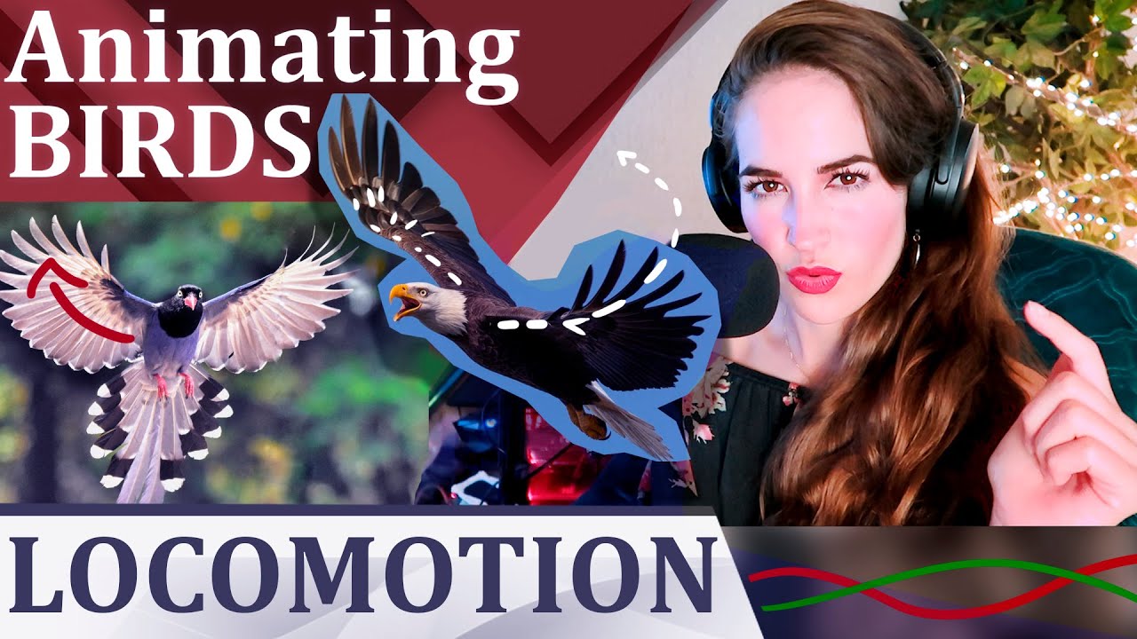 Agora.community | Animation: Bird Locomotion // Flying Bio-mechanics Study