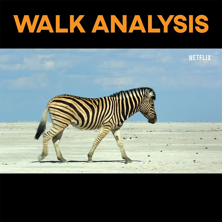 Agora.community | Zebra Walk Breakdown